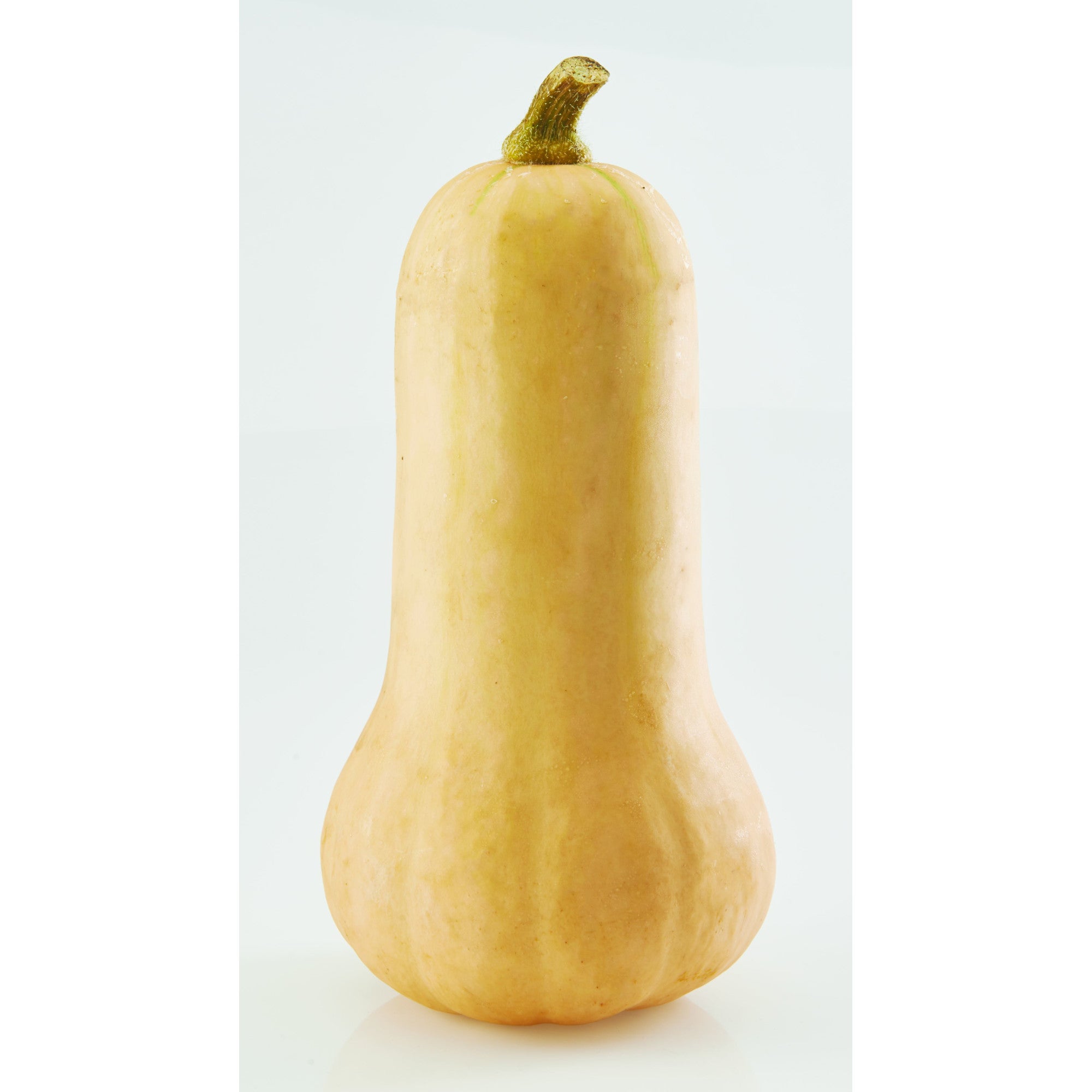 Butternut Squash, Single – Giant Tiger