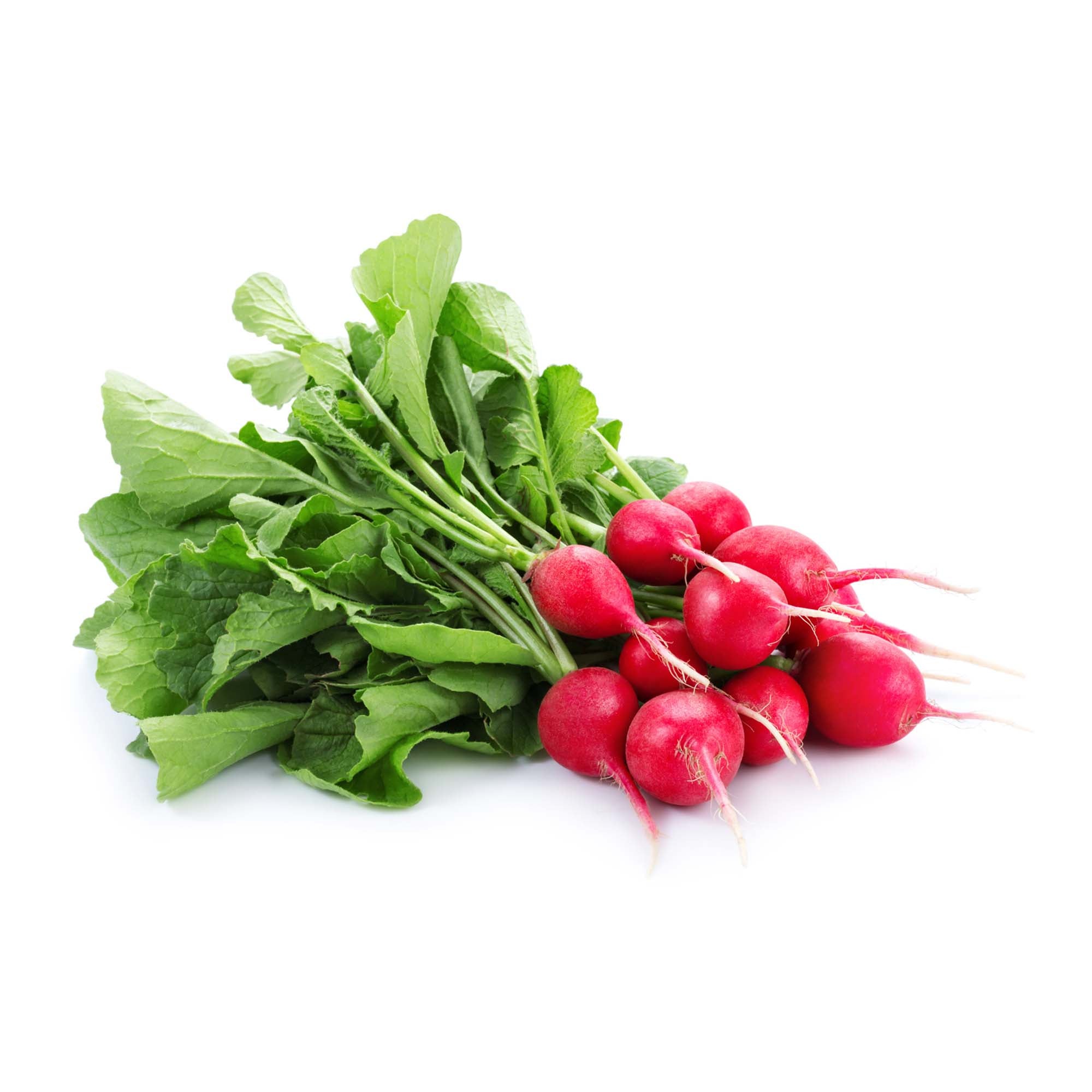 Bagged Radishes, 1 lb – Giant Tiger