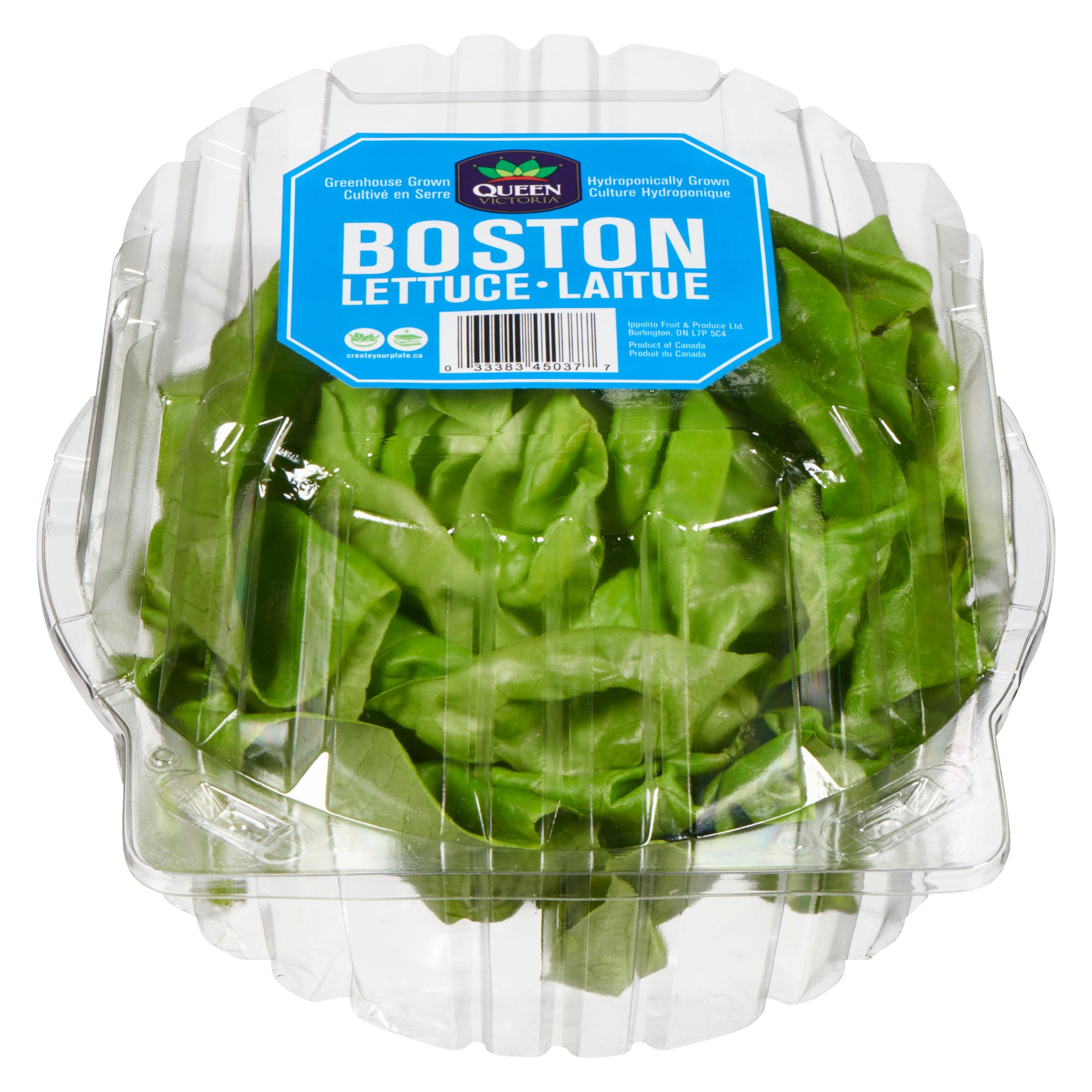Queen Victoria Boston Lettuce – Giant Tiger